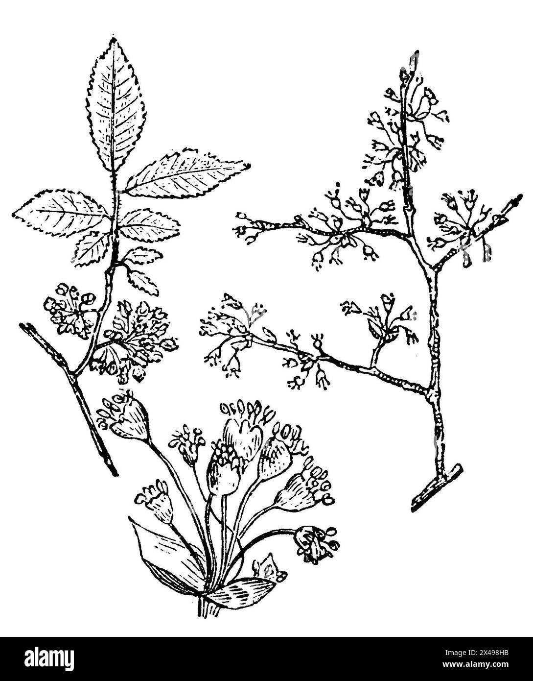 Eurasian elm, Ulmus laevis, (garden book, 1877), Flatterulme, Orme ...