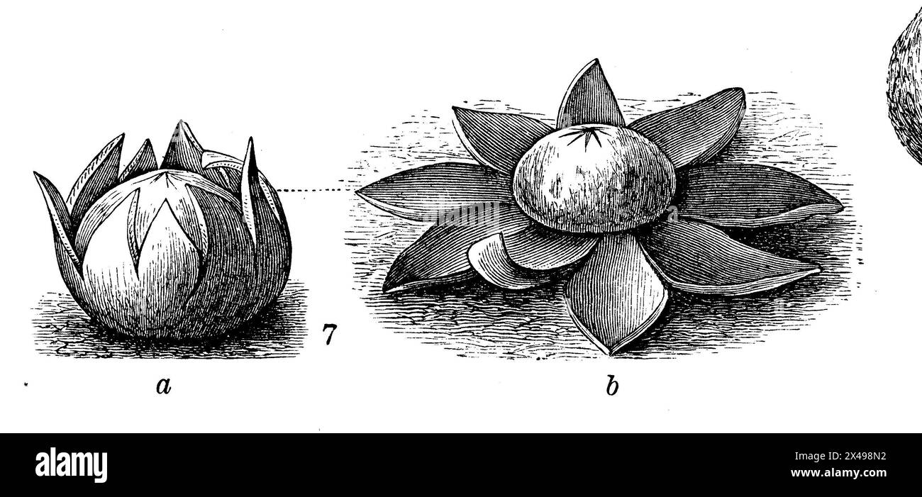 Astraeus hygrometricus, Astraeus hygrometricus, (encyclopedia, 1898 ...