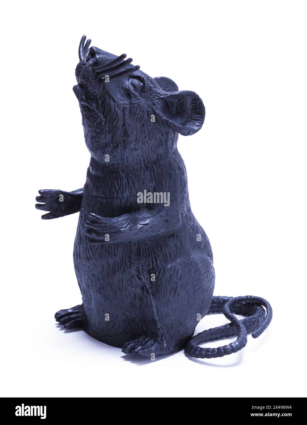 Rat cut out hi-res stock photography and images - Alamy