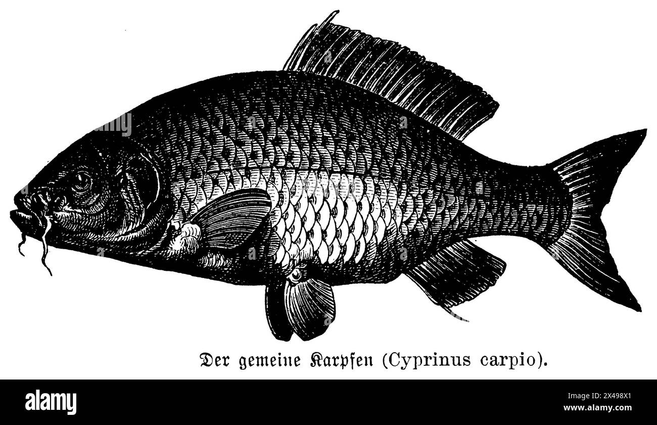 common carp, Cyprinus carpio, (agricultural book, 1898), Karpfen, carpe ...
