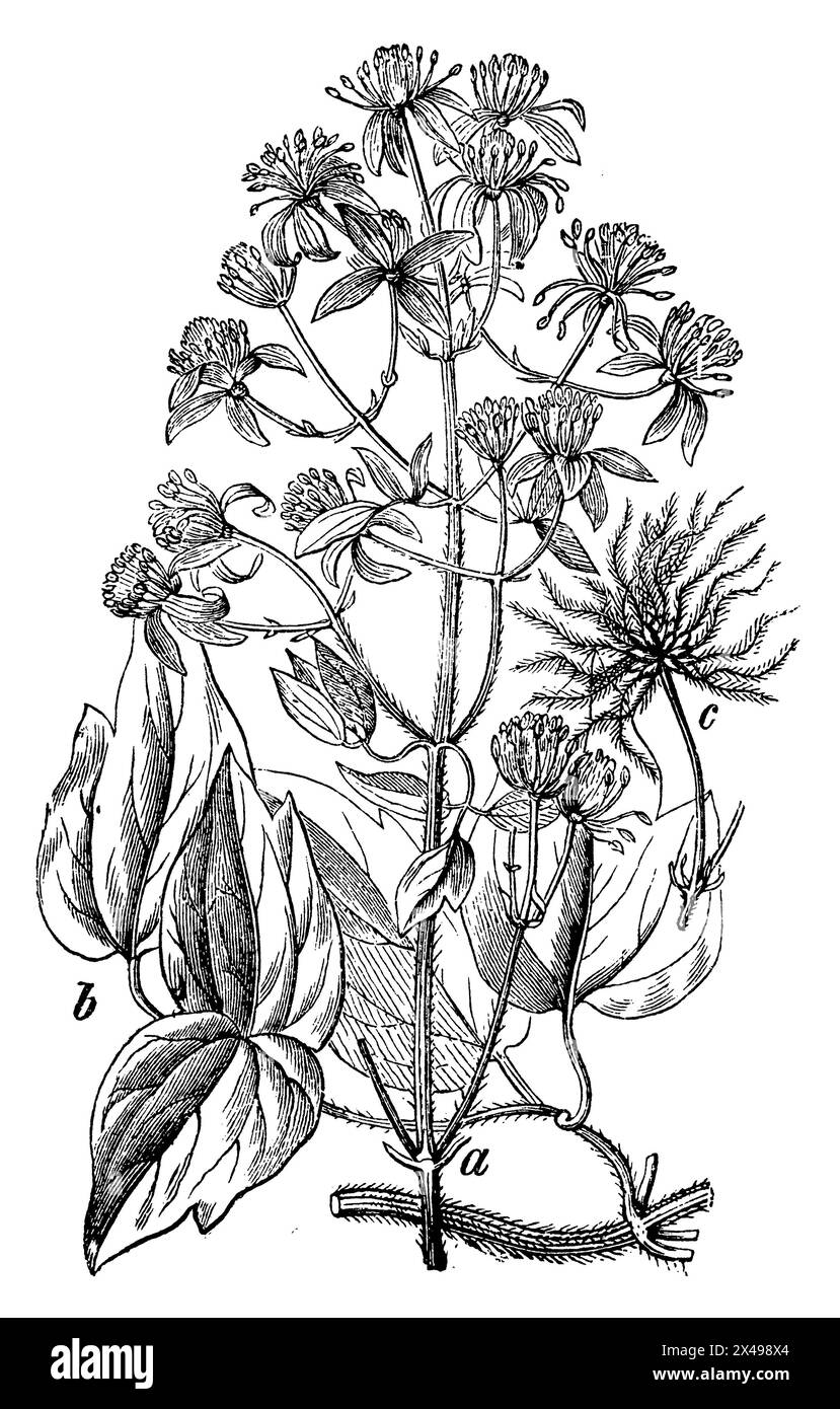 Traveller's-joy, a inflorescence, b leaf, c fruit head, Clematis ...