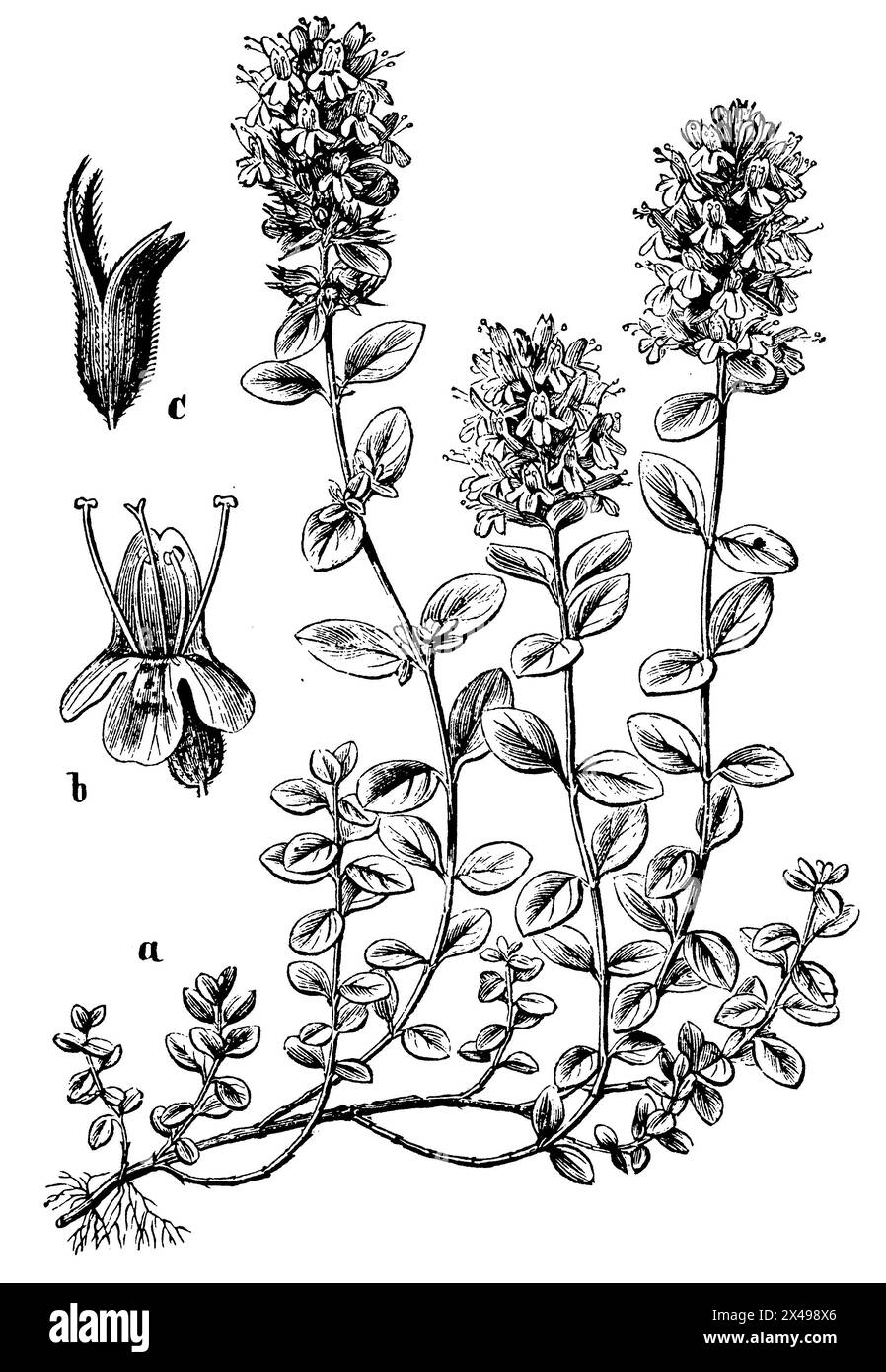 Thymus serpyllum sand thymian Black and White Stock Photos & Images - Alamy