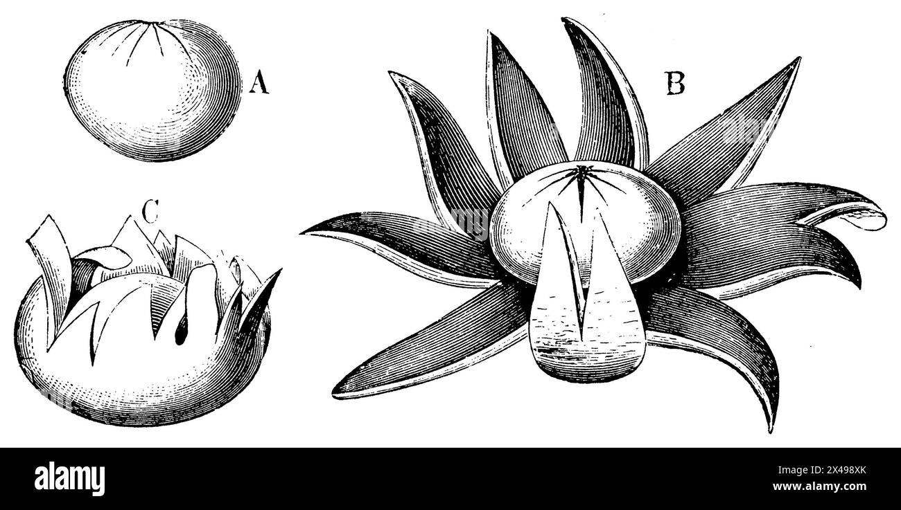 Astraeus hygrometricus, Astraeus hygrometricus, (encyclopedia, 1892 ...