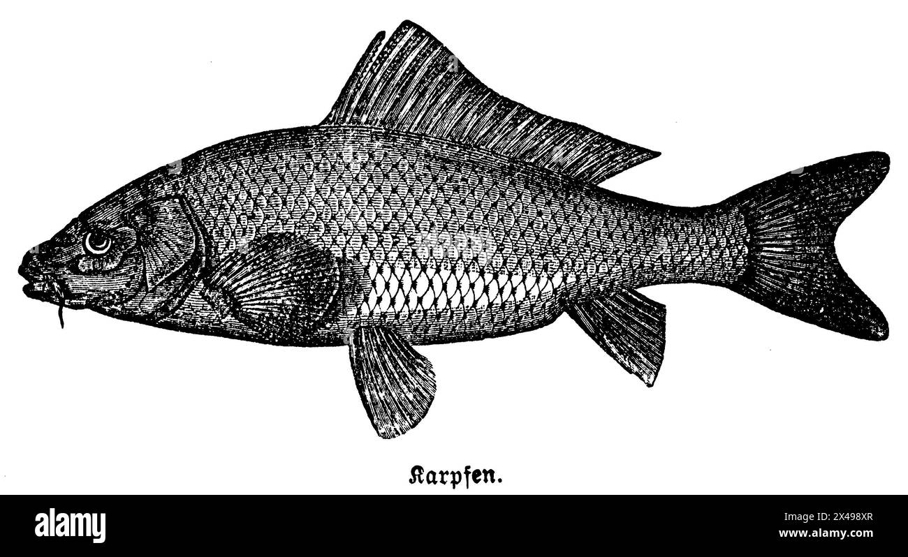 common carp, Cyprinus carpio, (cookbook, 1900), Karpfen, carpe commune ...