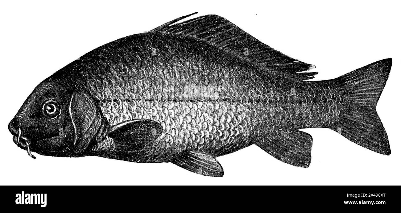 common carp, Cyprinus carpio, (cookbook, 1904), Karpfen, carpe commune ...