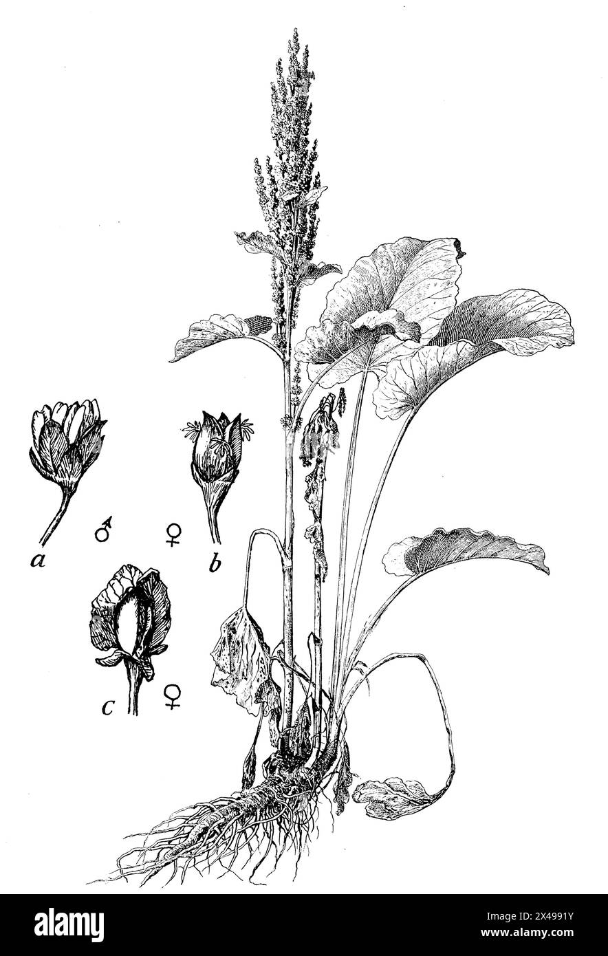 Alpenblacken hi-res stock photography and images - Alamy