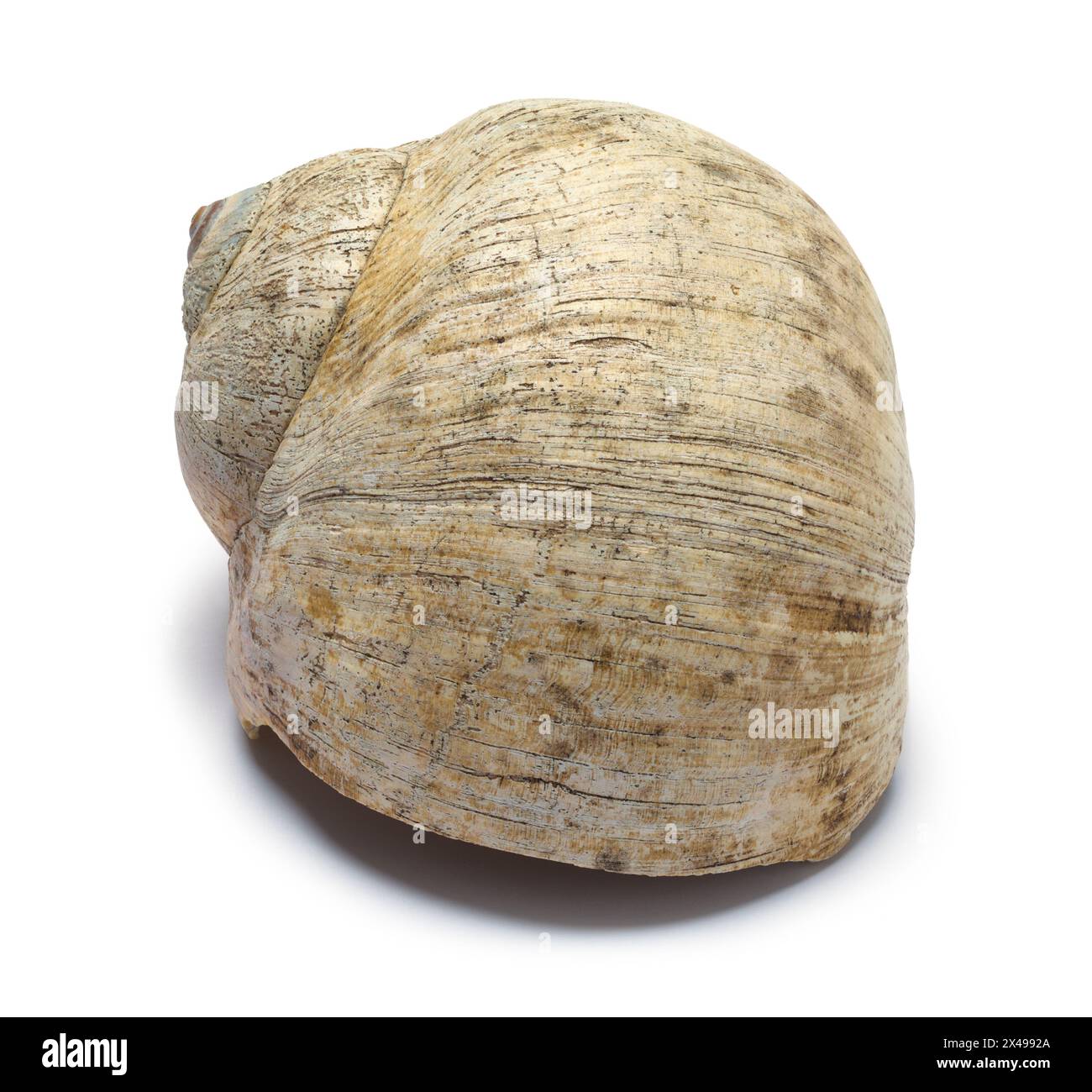 Small sea snail hi-res stock photography and images - Alamy