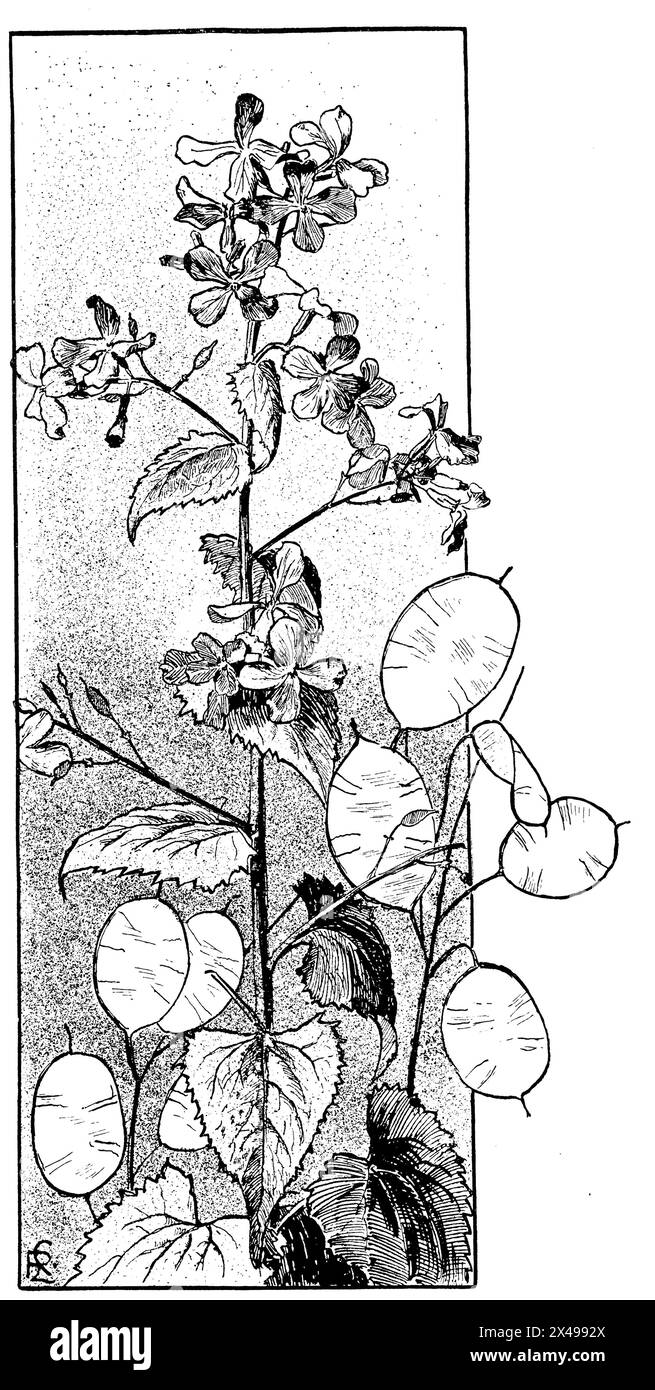 annual honesty, Lunaria annua, (botany book, 1922), Einjähriges ...