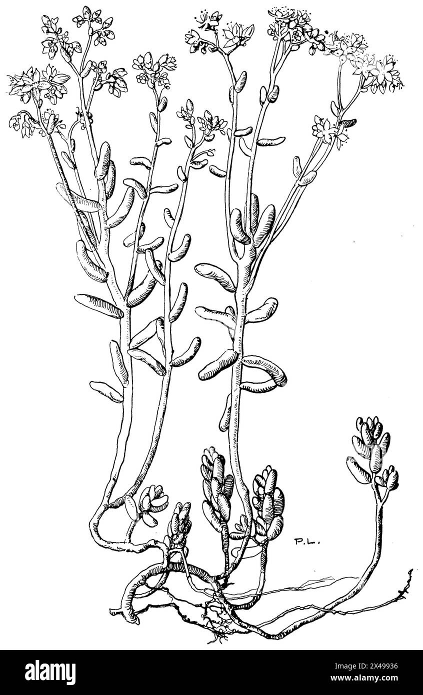 white stonecrop, Sedum album, (botany book, 1922), Weiße Fetthenne ...