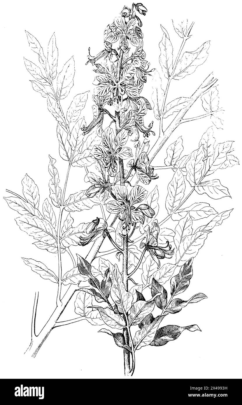 white dittany, Dictamnus albus, (botany book, 1922), Diptam, Dictame ...
