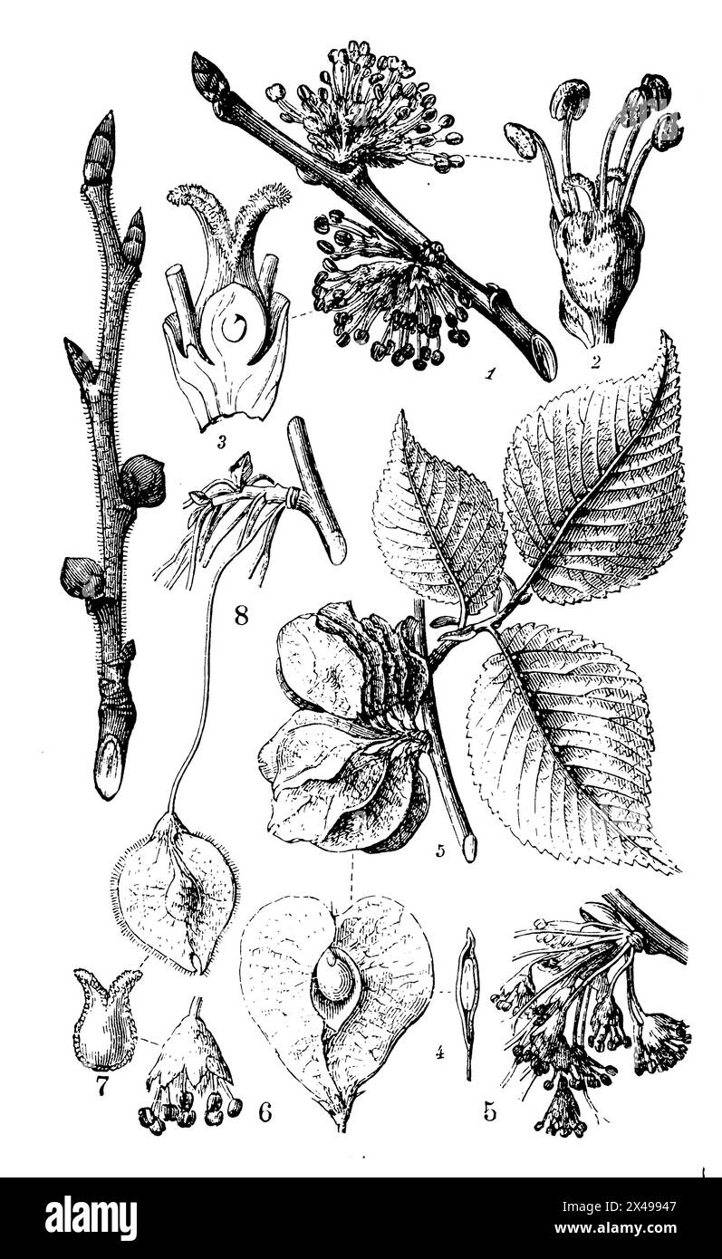 Eurasian elm, Ulmus laevis, (encyclopedia, 1898), Flatterulme, Orme ...