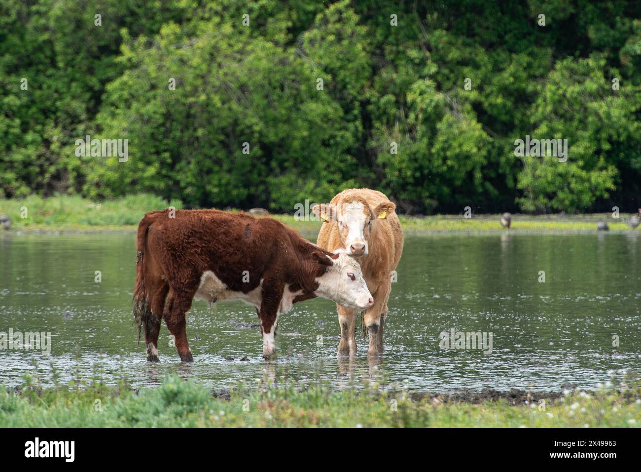 Dorney, Buckinghamshire, UK. 1st May, 2024. Cattle on Dorney Common in ...