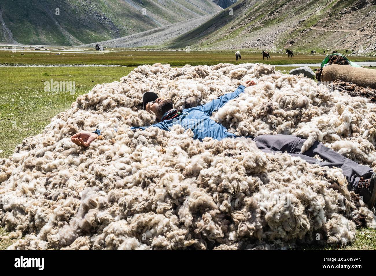 A fresh pile of sheep wool, Warwan Valley, Kashmir, India Stock Photo ...