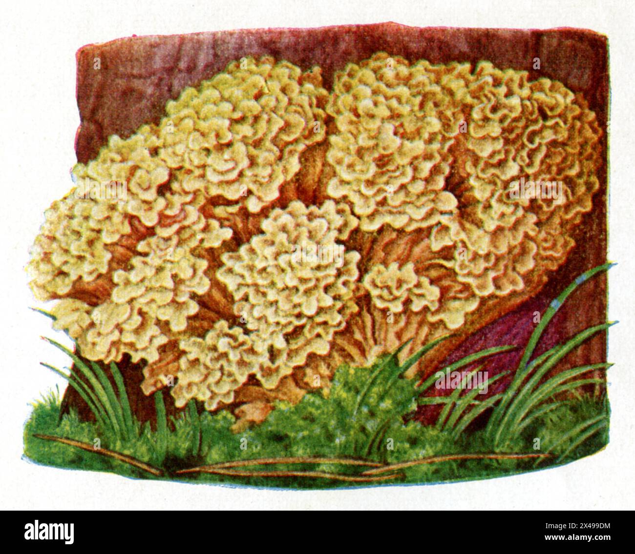 cauliflower fungus Sparassis crispa, (Information paper, 1928), Krause ...
