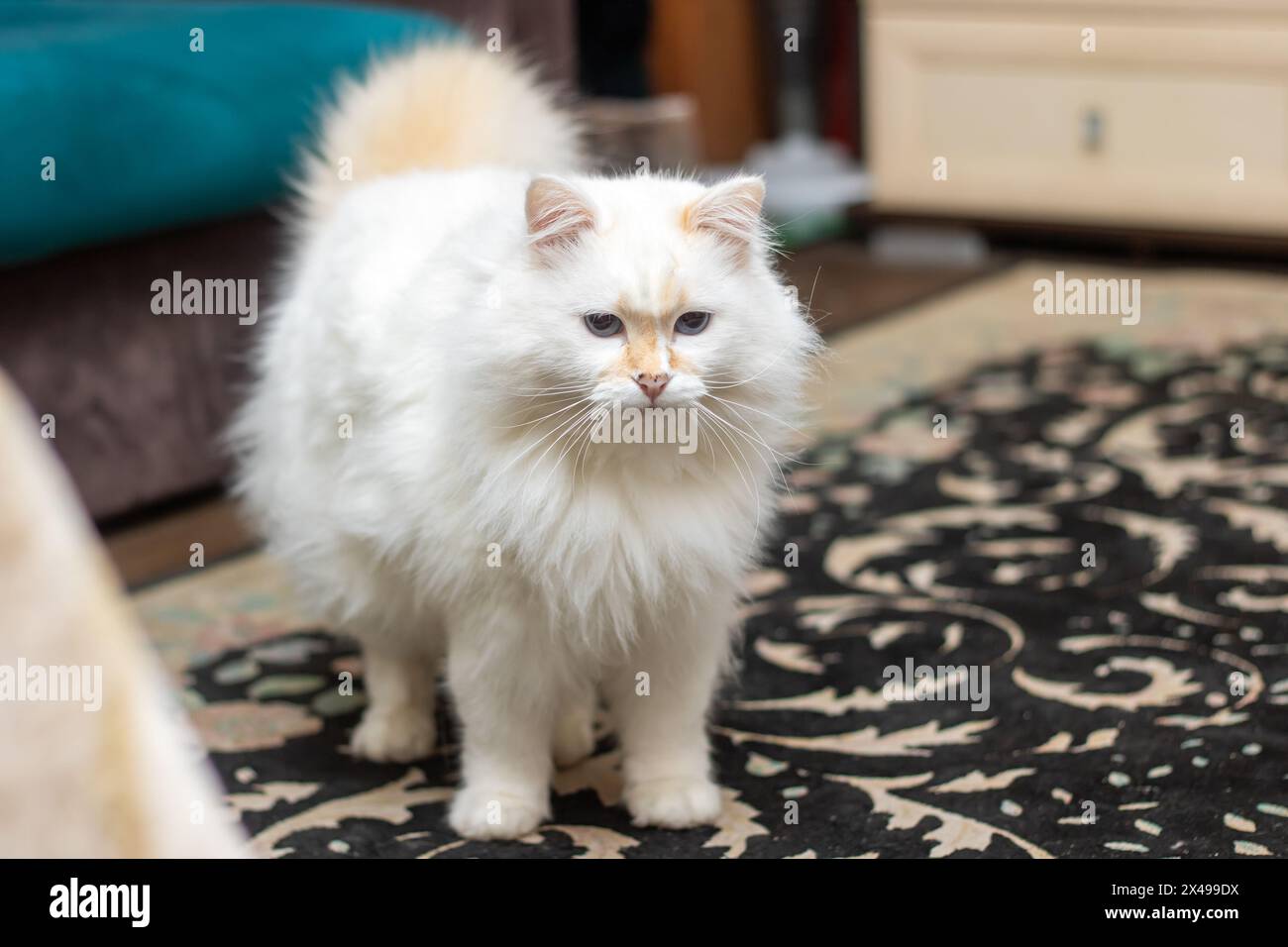 A small to mediumsized Felidae carnivore with fawn fur, whiskers, and a ...
