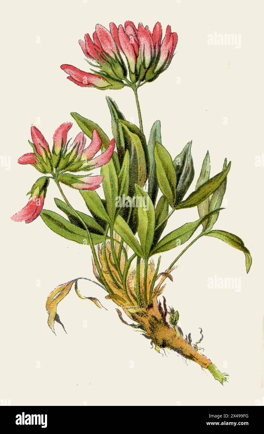 Westalpen klee hi-res stock photography and images - Alamy