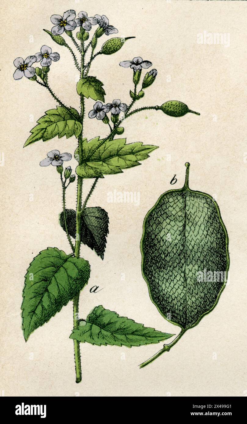 annual honesty Lunaria annua, (botany book, 1879), Einjähriges ...