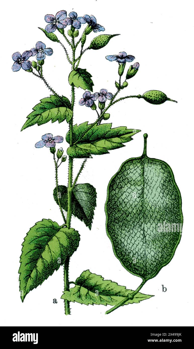 annual honesty Lunaria annua, (botany book, 1909), Einjähriges ...