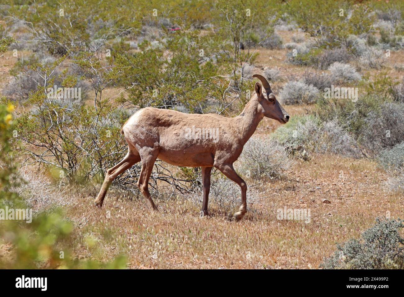 Ewe of desert bighorn sheep (Ovis canadensis nelsoni) walking at Valley ...