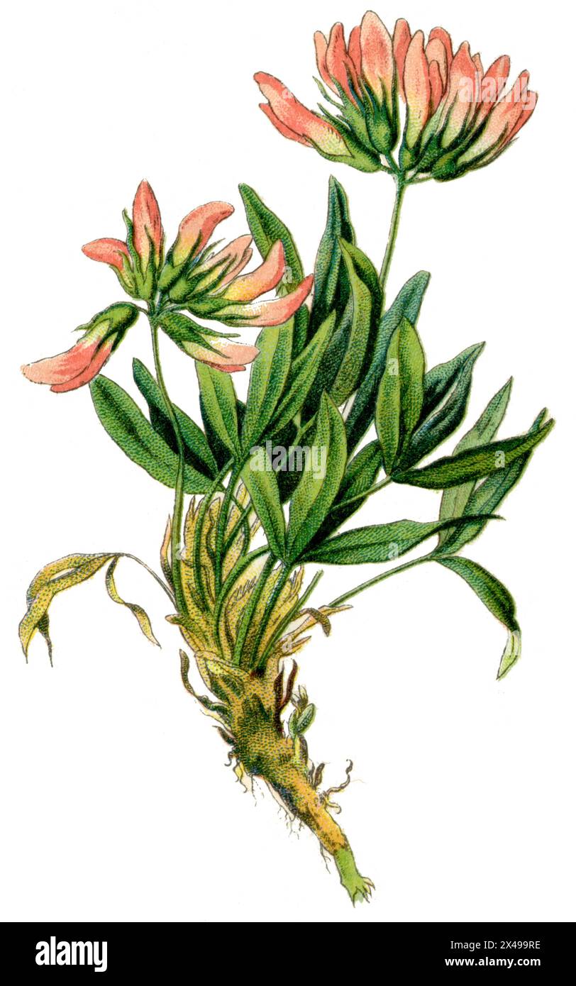 alpine clover Trifolium alpinum, (botany book, 1900), Westalpen-Klee ...