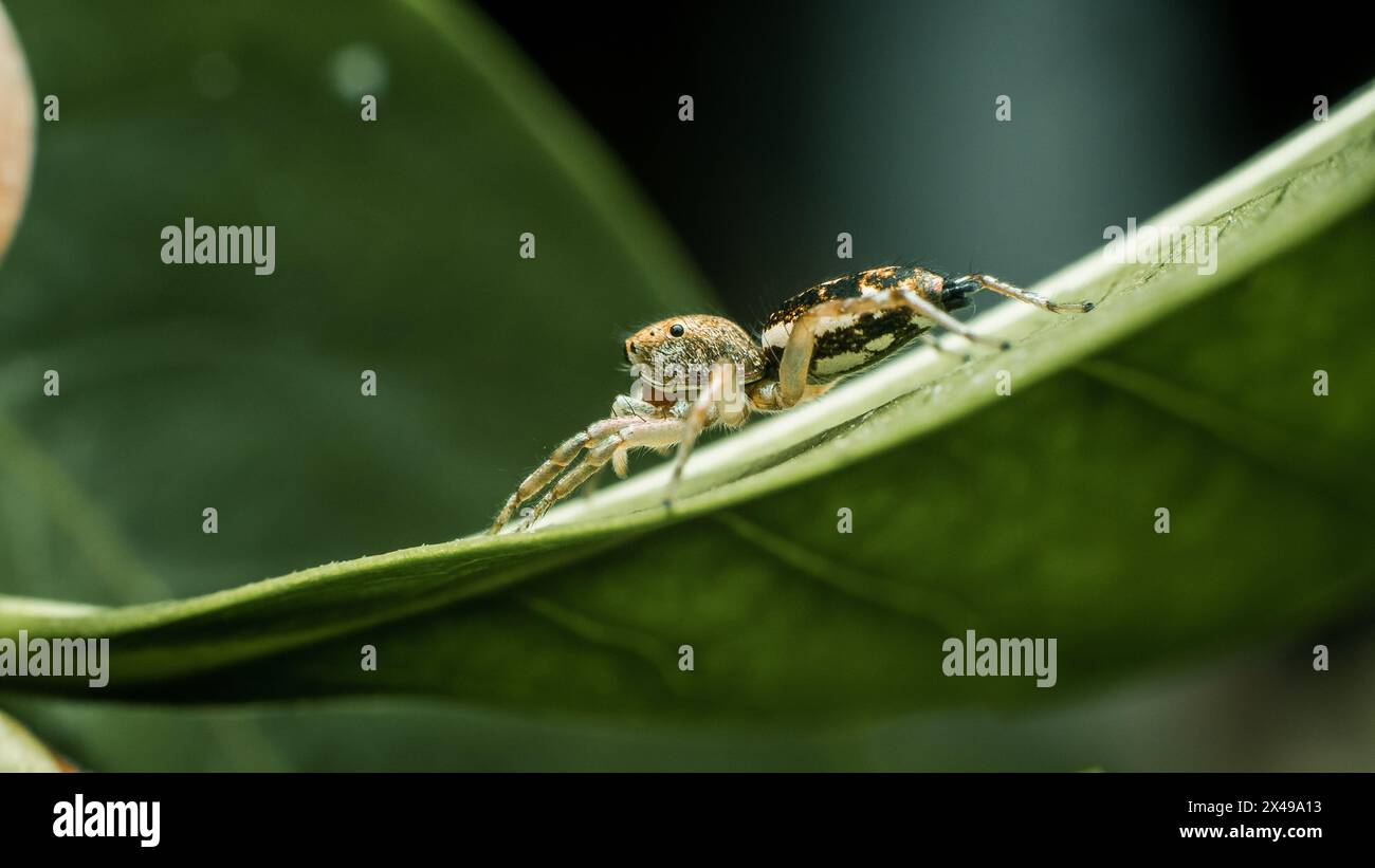 Side view of jumping spider from Cosmophasis family on green leaf Stock ...