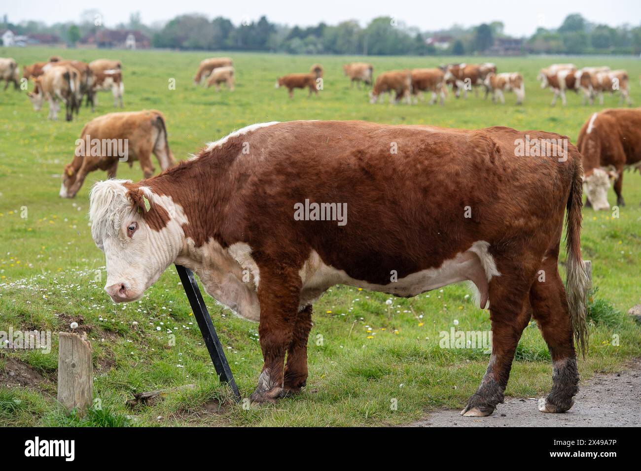Cow and calves sign hi-res stock photography and images - Alamy
