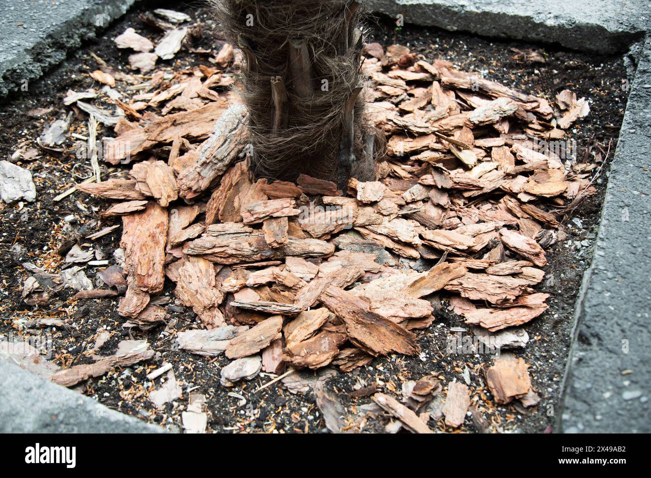 Tree bark mulch around a growing palm tree. Mulch provides protection ...