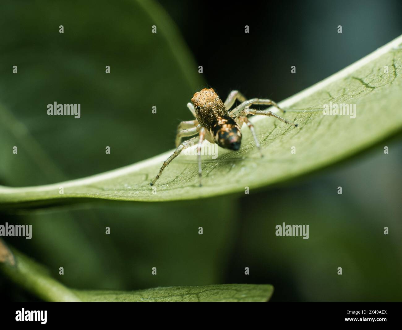 Back view of Cosmophasis jumping spider on green leaf on its hunt for ...
