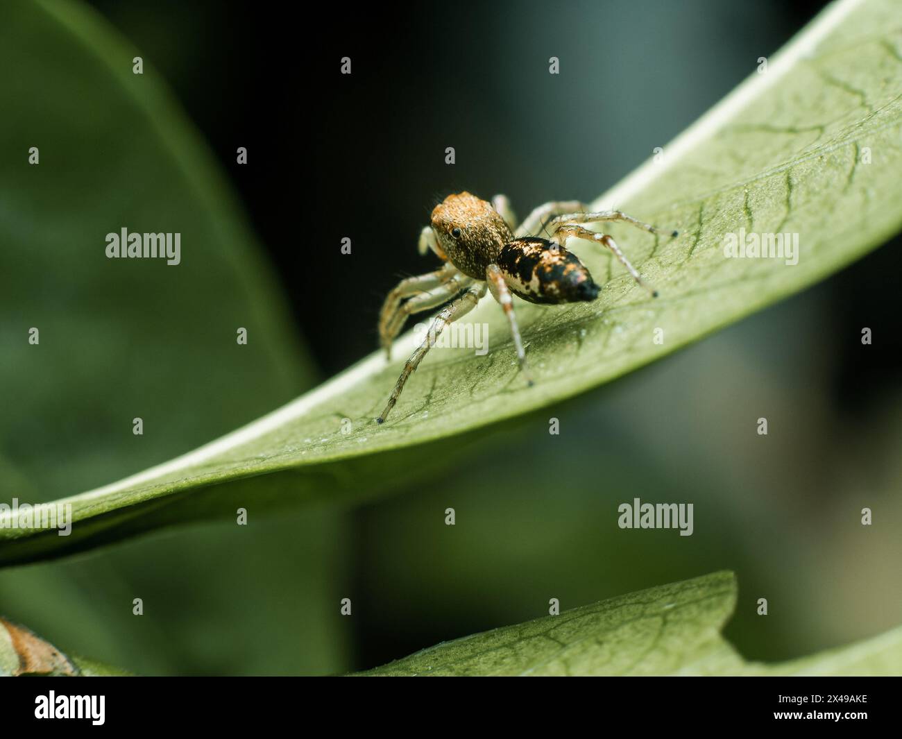 Back view of jumping spider on green leaf Stock Photo - Alamy