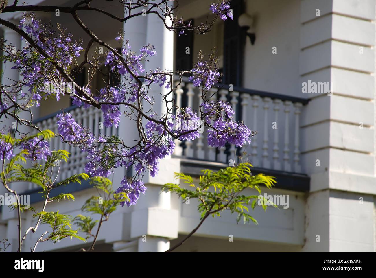 Beautiful violet vibrant jacaranda in bloom. Tenderness. Jacaranda ...