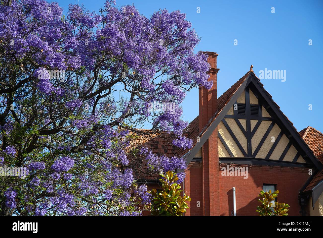 Beautiful violet vibrant jacaranda in bloom. Tenderness. Jacaranda ...