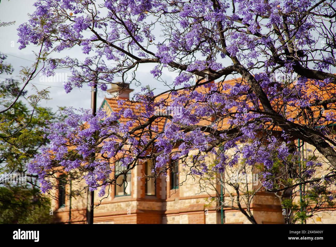 Jacaranda in bloom hi-res stock photography and images - Alamy