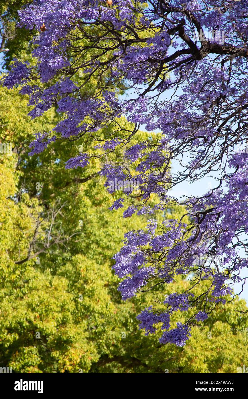Jacaranda in bloom hi-res stock photography and images - Alamy