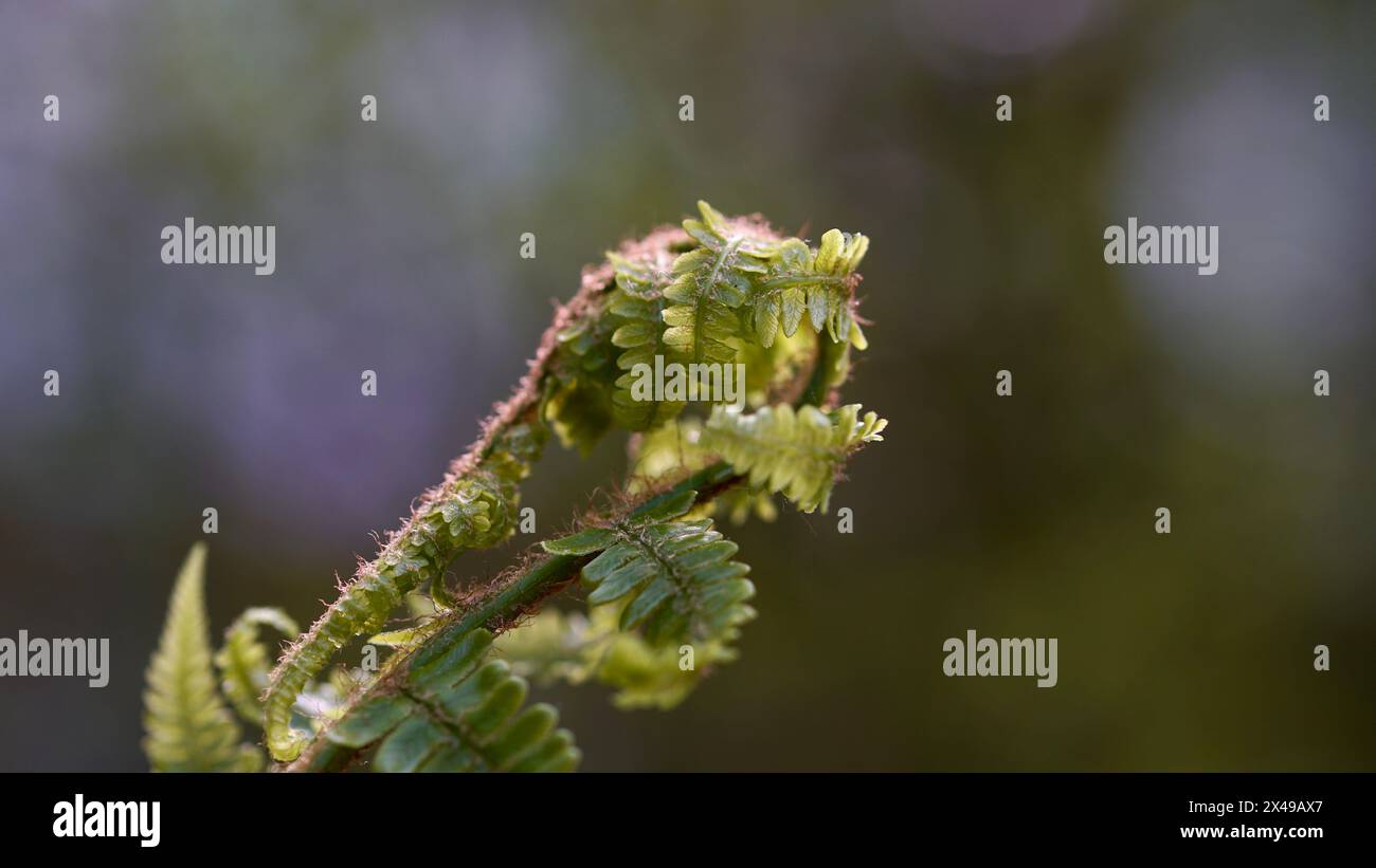 Uncurl hi-res stock photography and images - Alamy