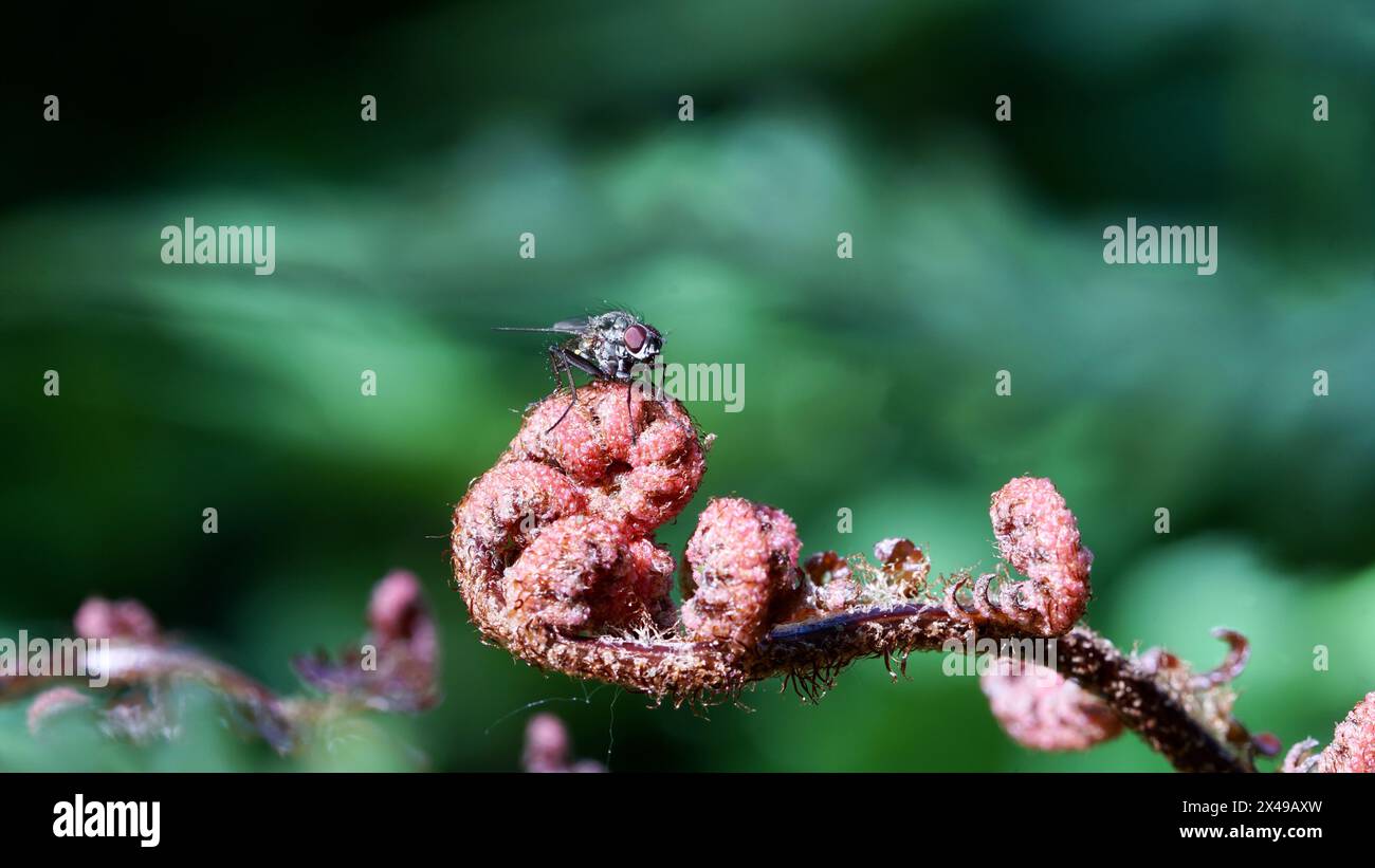A fly sitting on an uncurling frond of a red-veiled fern Stock Photo ...