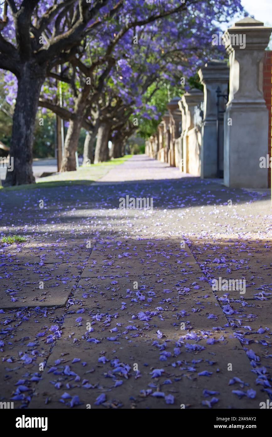 Jacaranda in bloom hi-res stock photography and images - Alamy