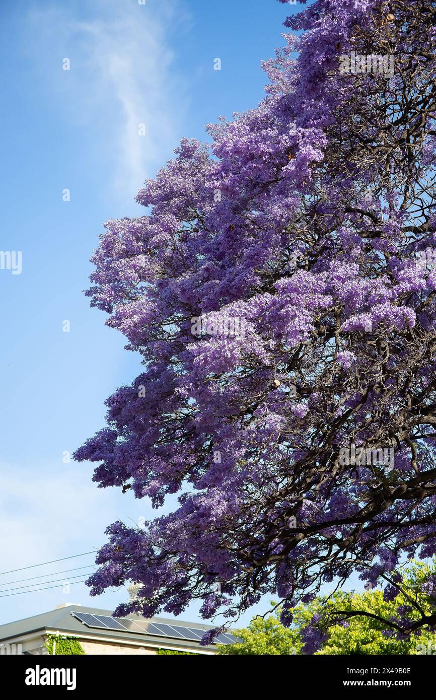 Adelaide city living hi-res stock photography and images - Alamy