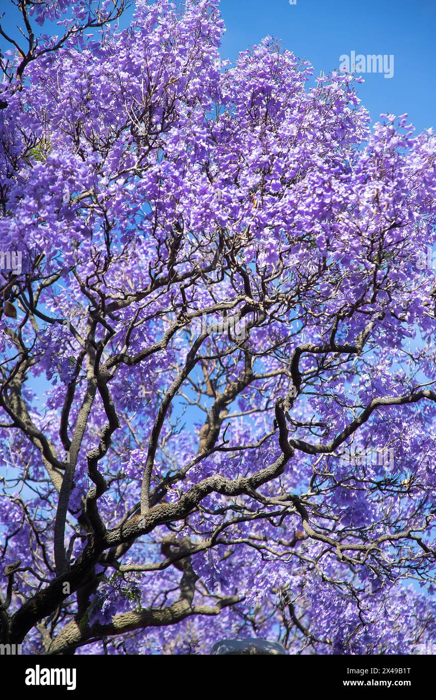Jacaranda in bloom hi-res stock photography and images - Alamy