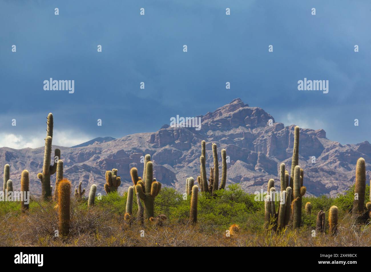 Dry landscapes in Northern Argentina.Giant cactus on mountains ...