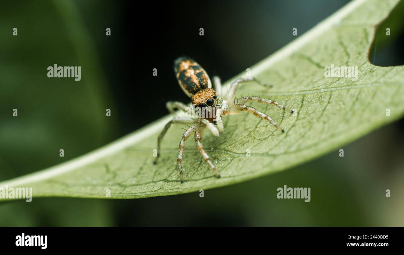 front view of jumping spider from Cosmophasis family on green leaf ...