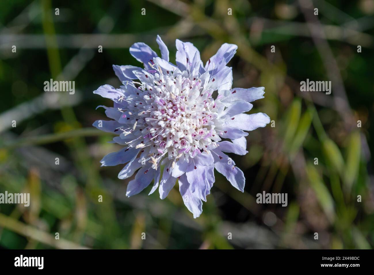 Hierba silvestre blanca hi-res stock photography and images - Alamy