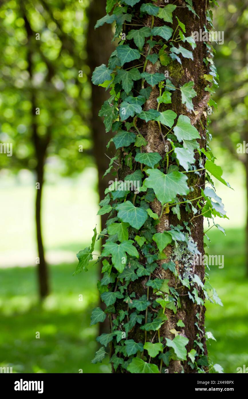 Ivy growing around the trunk of a tree Stock Photo - Alamy