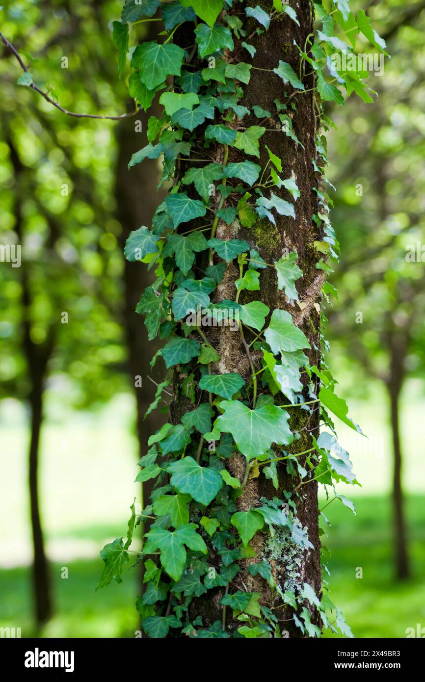 Beautiful vegetation landscape growing around hi-res stock photography ...