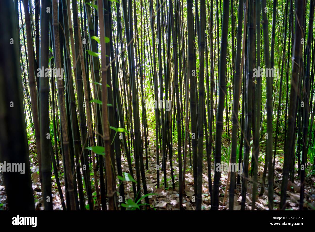 Bamboo forest, they are very close together, which creates a sensation ...