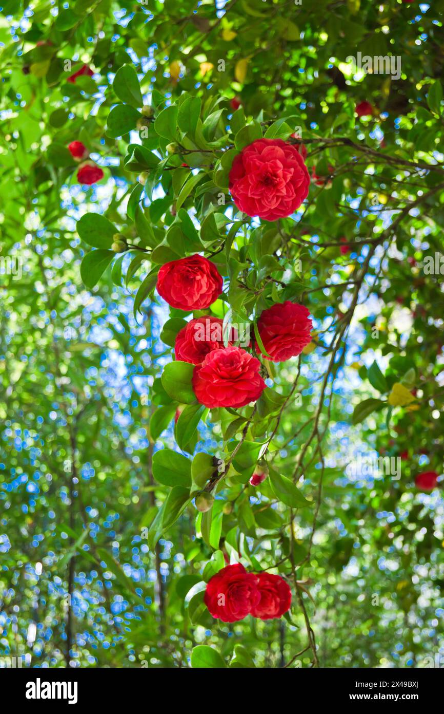 Branches of camellia japonica with red flowers Stock Photo - Alamy