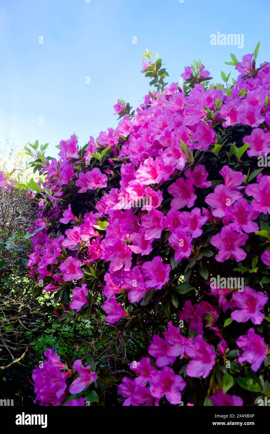 Azalea branches with a multitude of flowers Stock Photo - Alamy