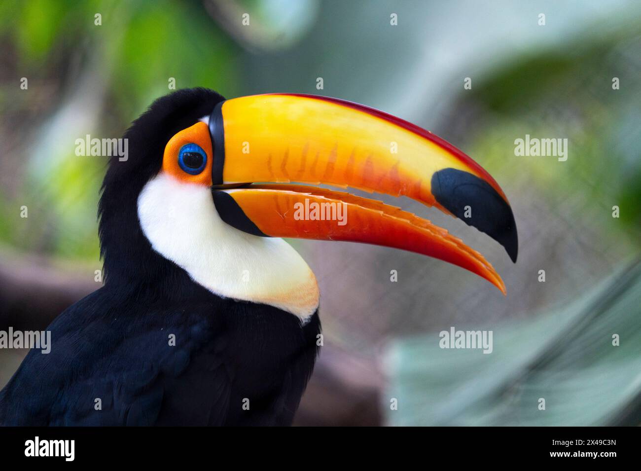 Mother tiger tongue hi-res stock photography and images - Alamy