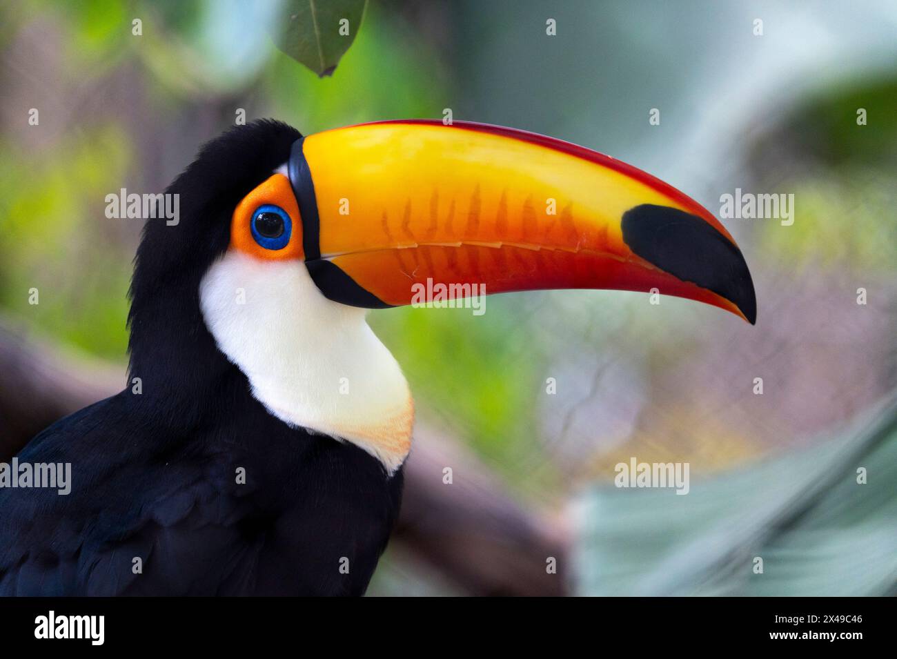 4/2/24, Naples, Florida, United States Toco Toucan on display at the ...