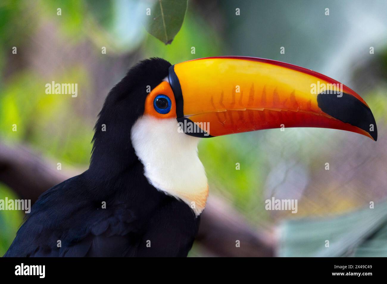 Mother tiger tongue hi-res stock photography and images - Alamy