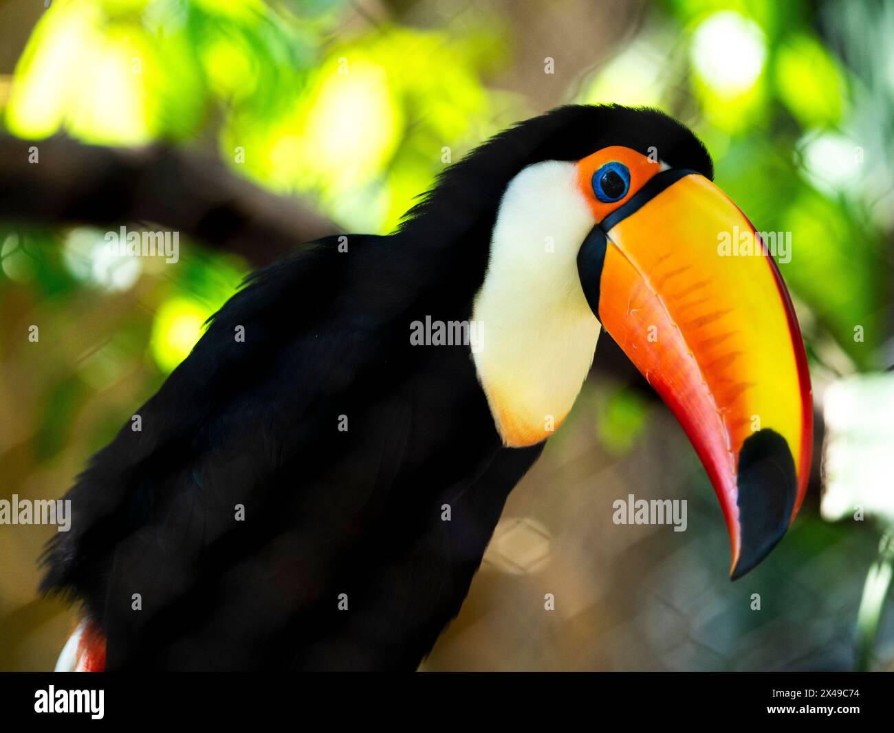 White patch on toucan neck hi-res stock photography and images - Alamy